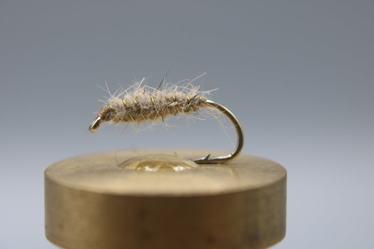Walts Worm – Risen Fly